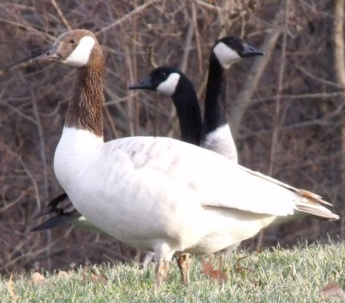 All white Canada Goose | BirdForum
